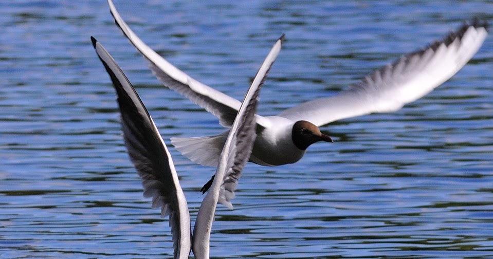 Amateur Nikon: 5 Simple Tips: How to Get Better BIF (Birds in Flight ...