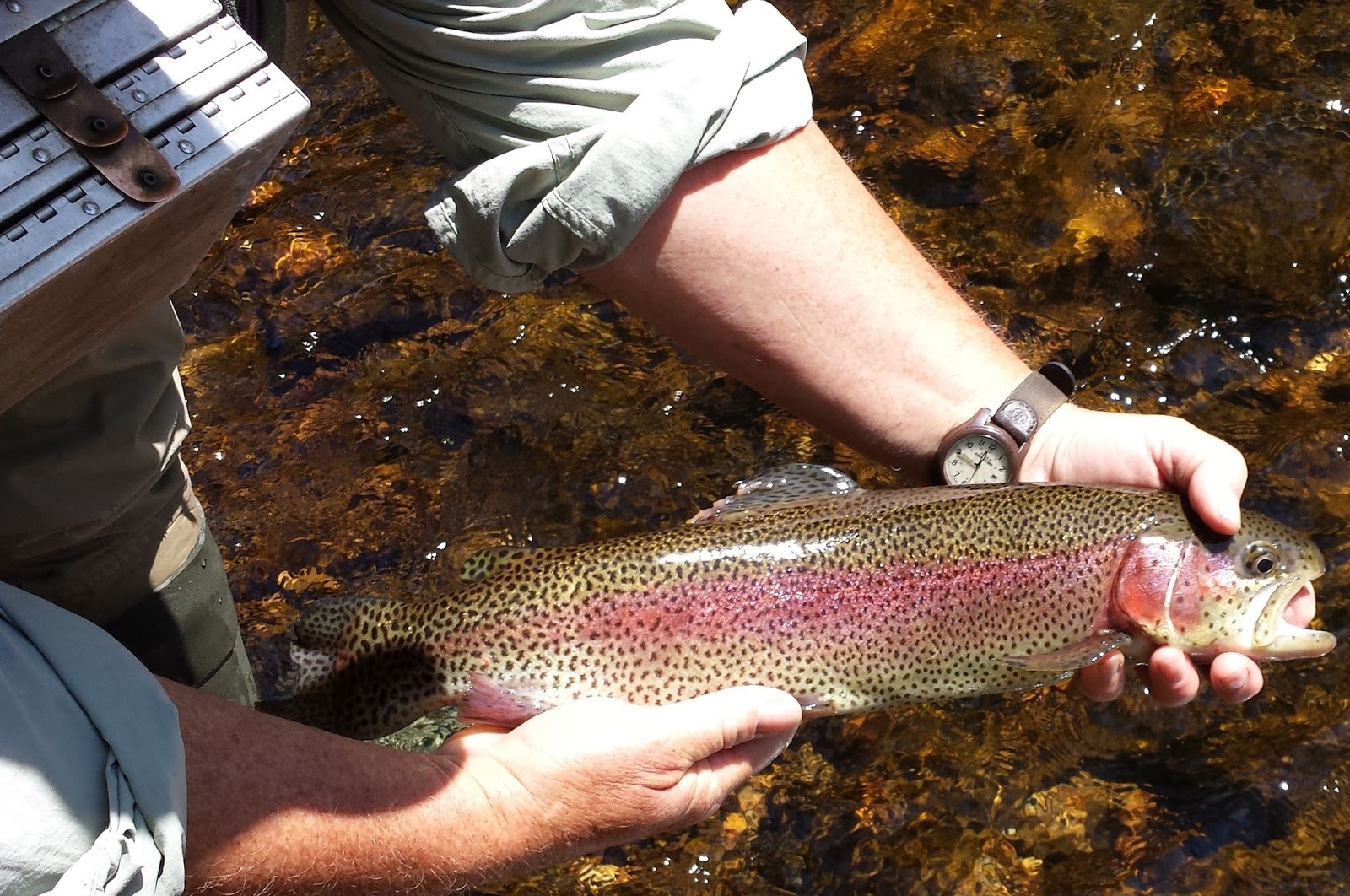Vermont Fly Fishing: Vermont Trout Fishing