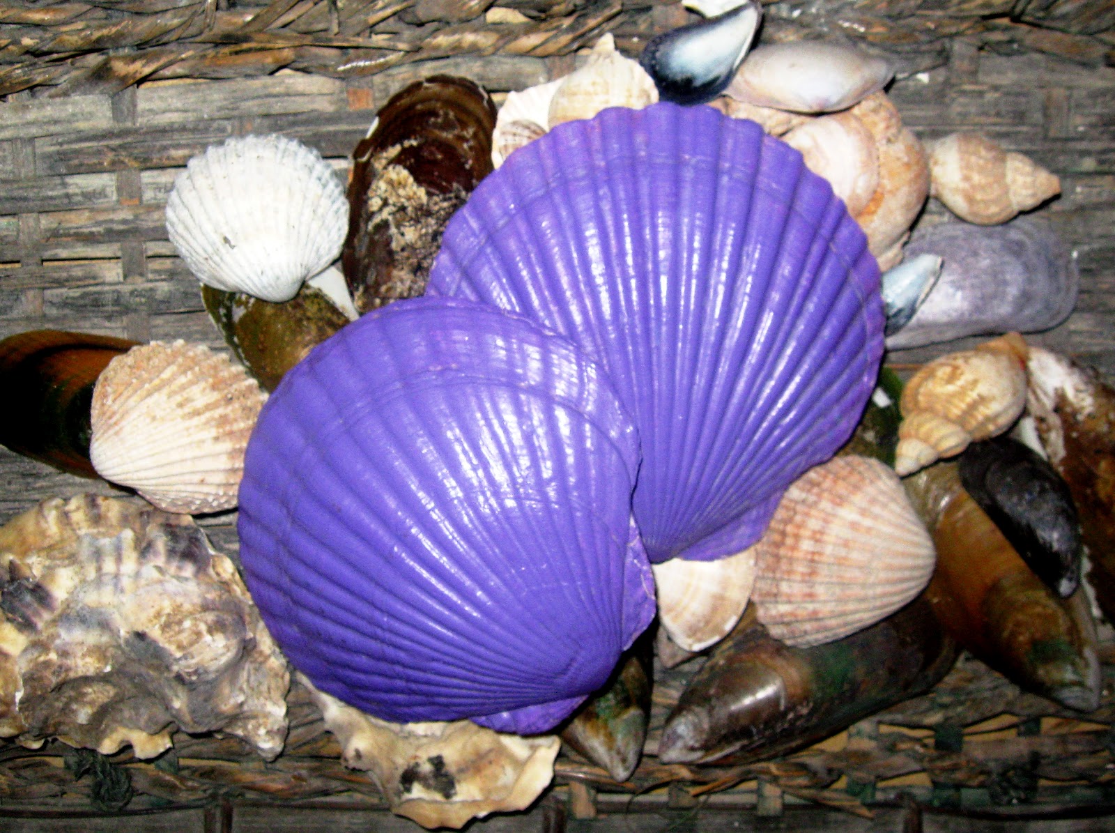 MalteseLizzieMcGee: September 2012