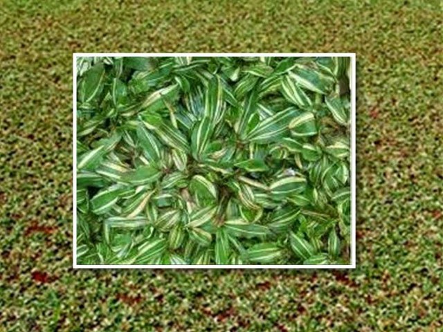 11 Rumput Taman Jenis Terbaik Yang Bagus