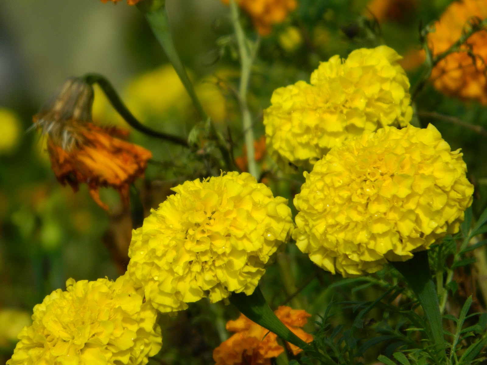 Terbaru 39+ Bunga Taik Ayam