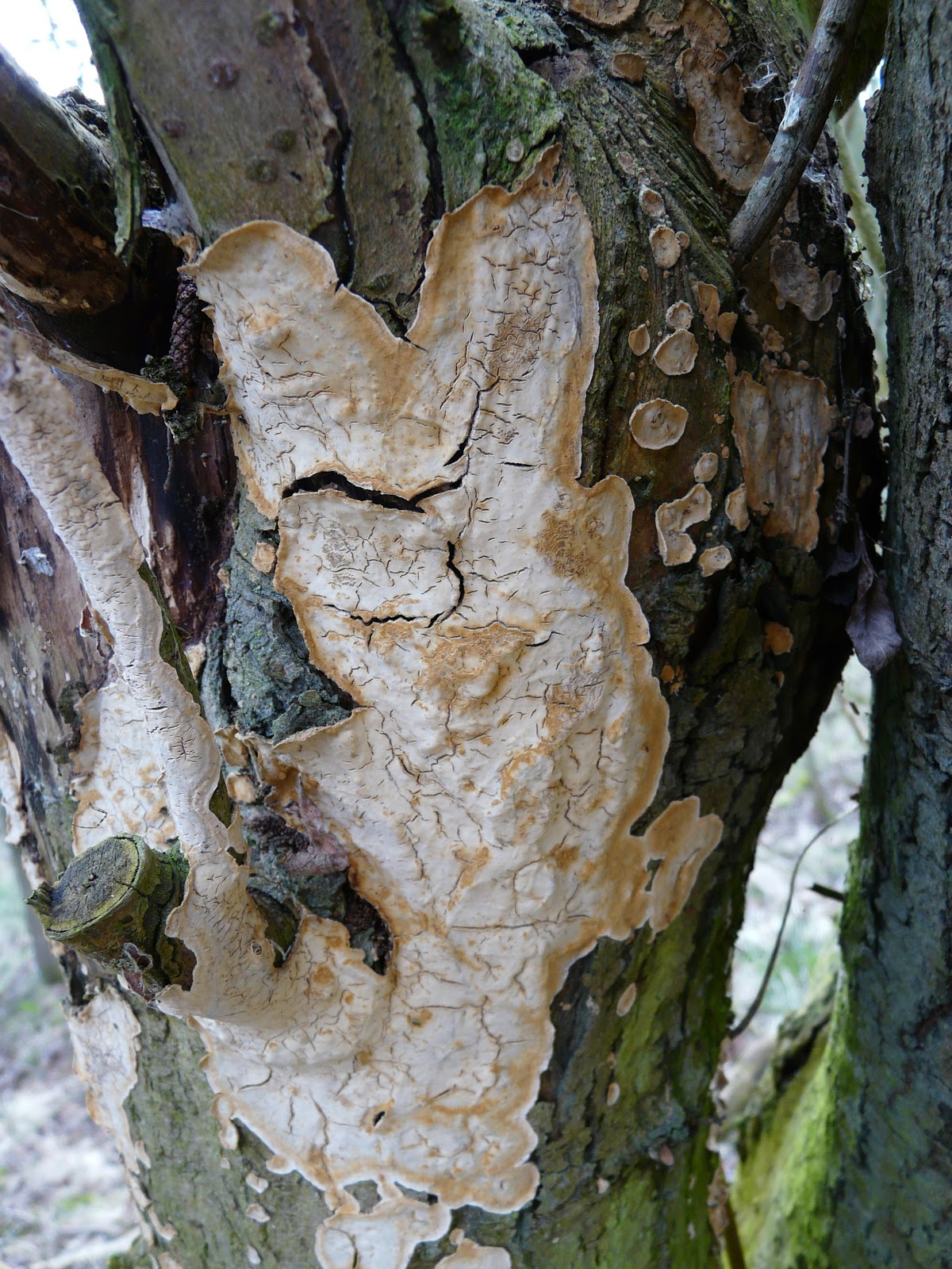 Tophill Low Nature Reserve: Fungi