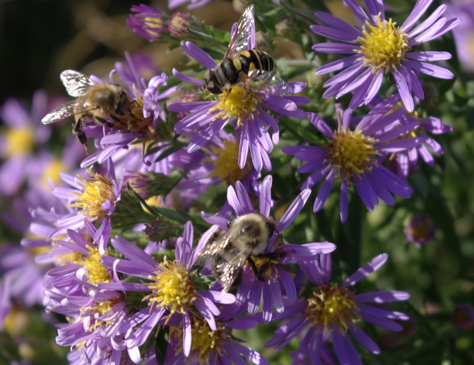 sweetbay: Bees on Aster 'Miss Bessie'