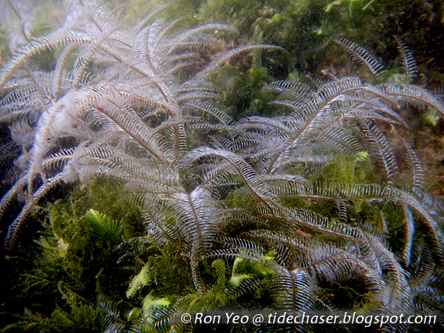 tHE tiDE cHAsER: Hydrozoans (Phylum Cnidaria: Class Hydrozoa) of Singapore