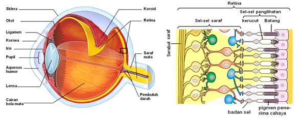 Struktur Mata Sebagai Indra Penglihatan dan Kelainan Pada Mata Manusia ...