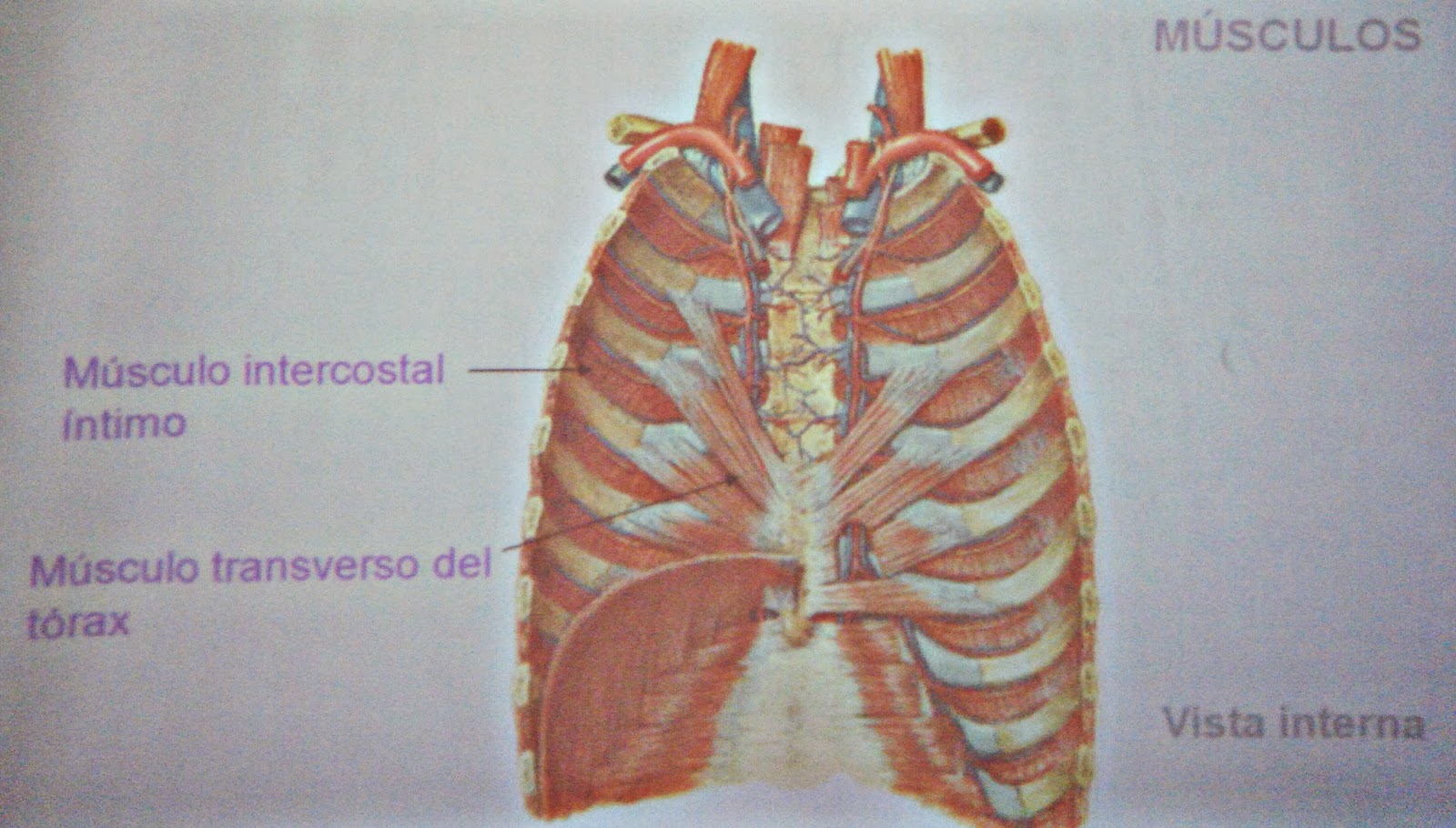 Pared y cavidad torácica. Regiones del tórax
