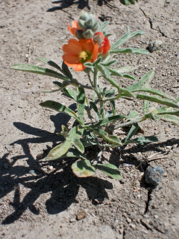Prairie Wildflowers: Scarlet Mallow at Grasslands National Park
