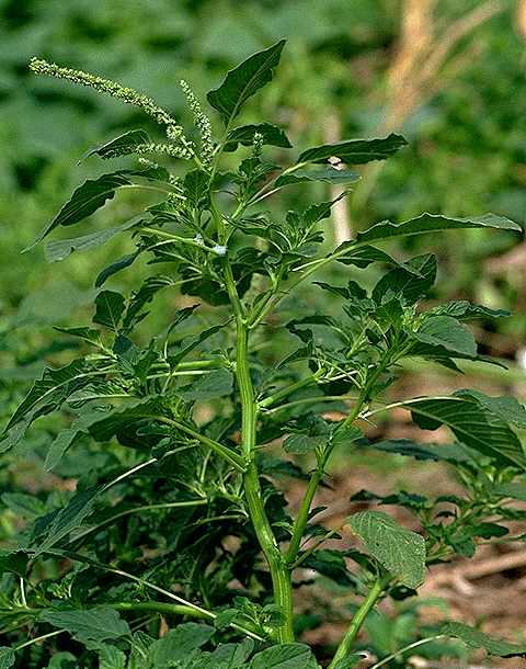 SS Moments: Pungai Ilai mullaikeerai Kootu