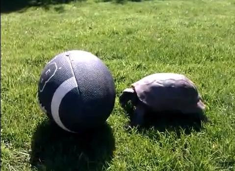 White Wolf : Turtle Plays Football (Video)