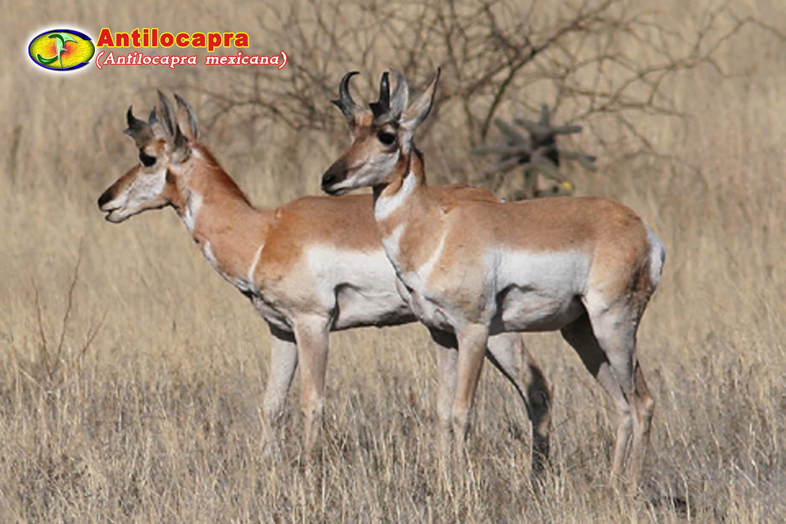Mamíferos: Antilocapra-mexicana (Antilocapra mexicana)