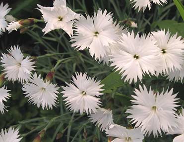 cvece za baste | dvoriste | sobe : karanfil cvece | turski karanfil ...