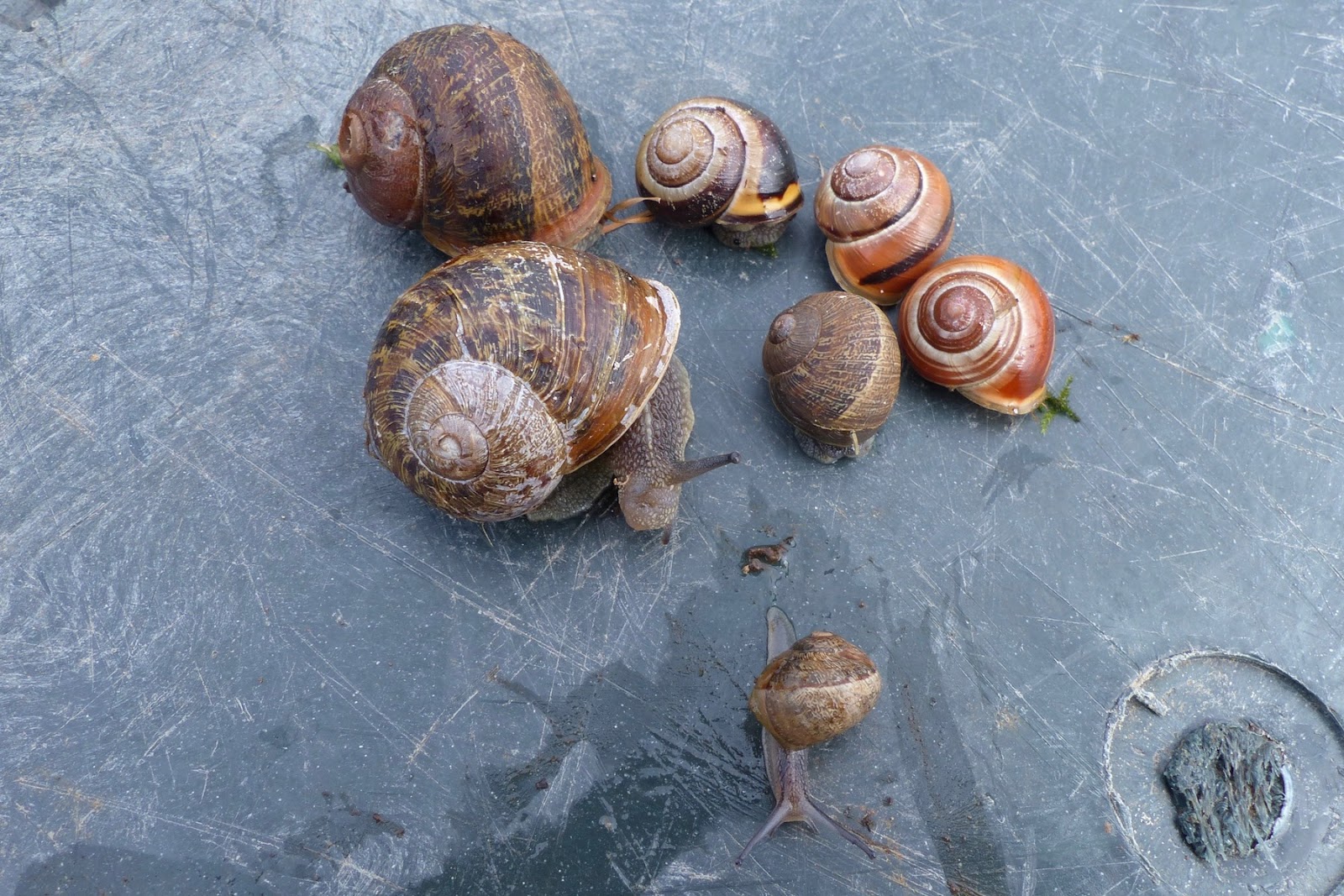 A Kilchoan Diary: Snail Invasion