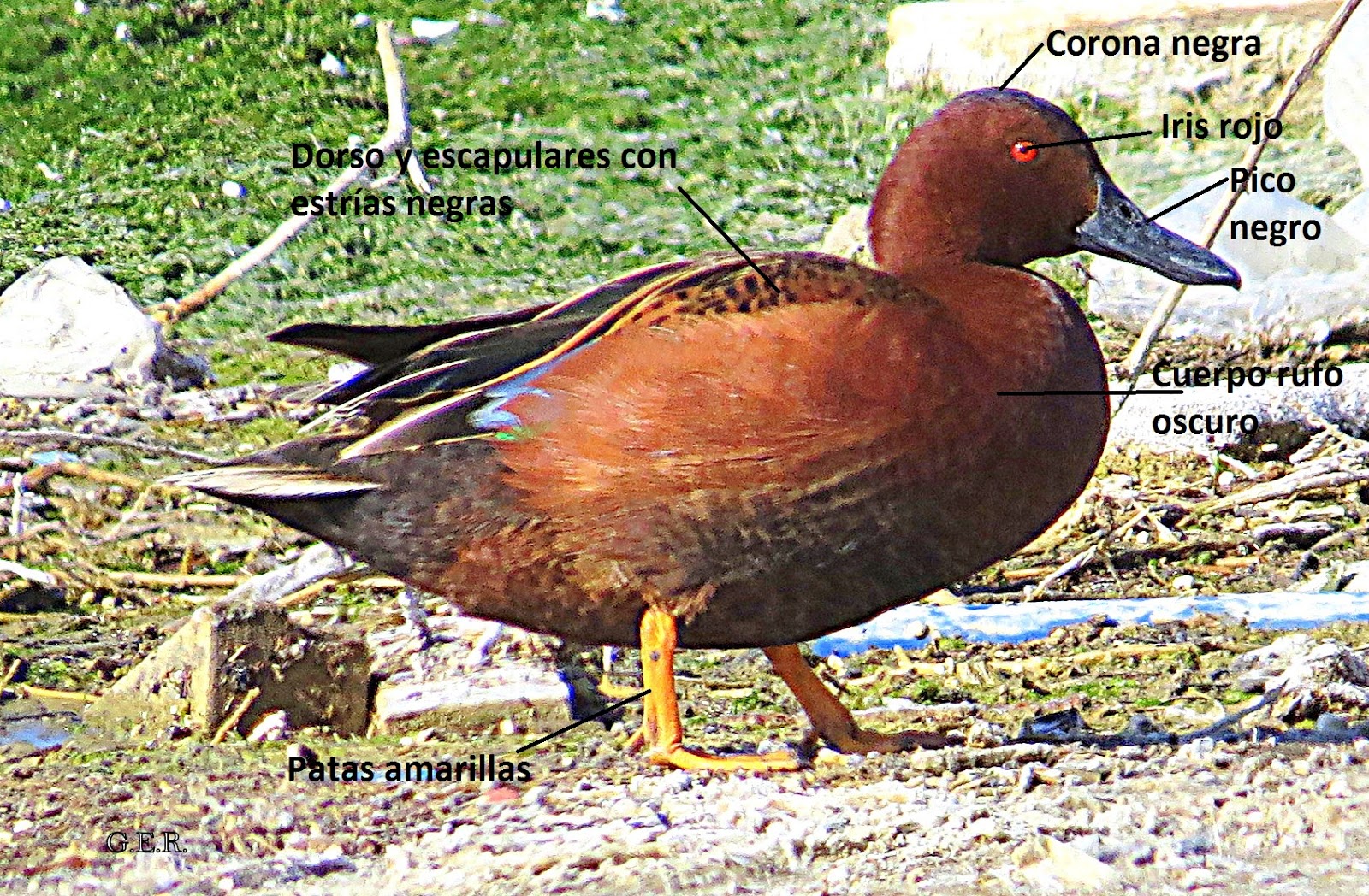 Aves del Golfo San Jorge: Pato colorado (Spatula cyanoptera)