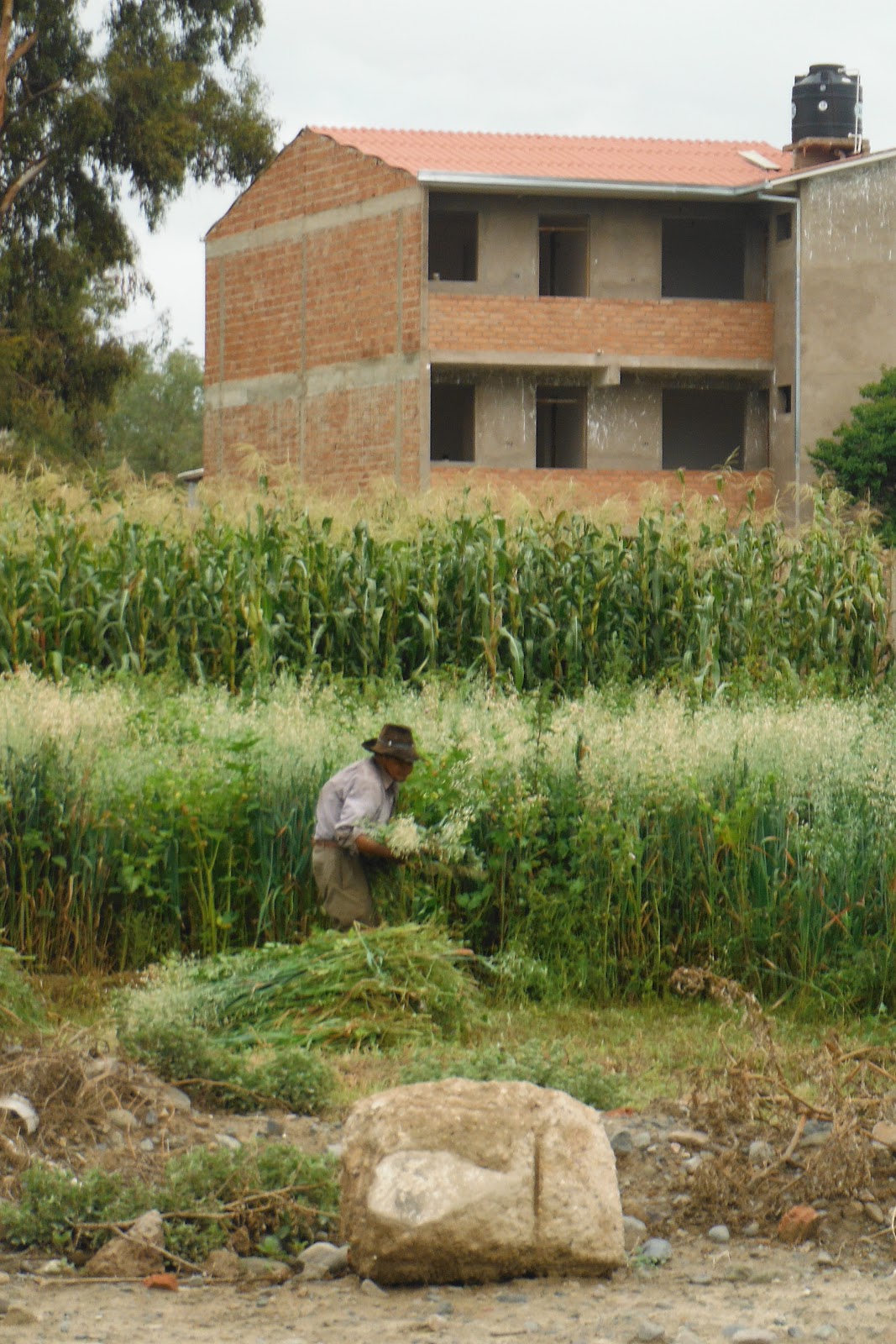Boohers In Bolivia: A Visit to the Campo