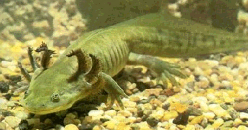 Ajolote: Una especie 100% mexicana: Características