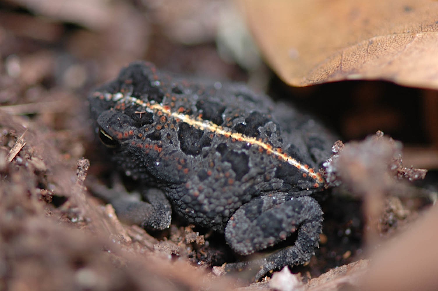 Field Biology in Southeastern Ohio: Pine Communities of the South