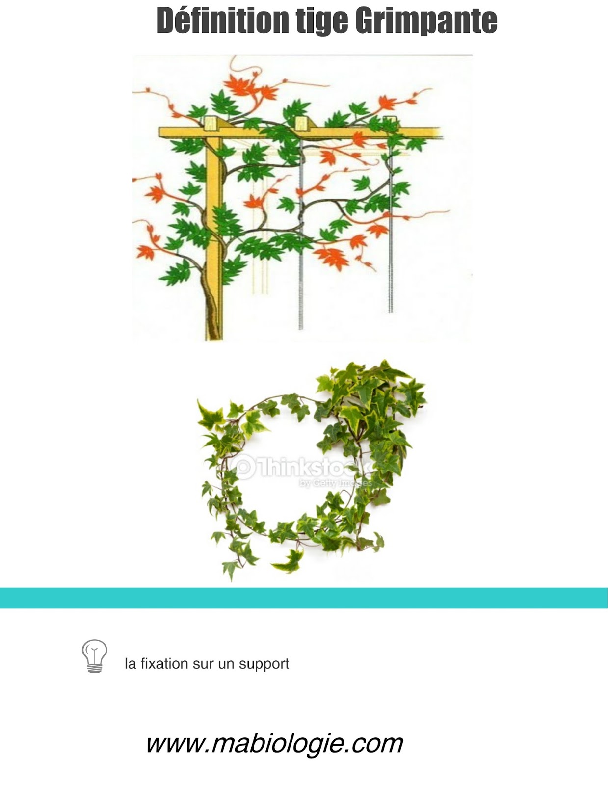 Définition tige Grimpante - Biologie