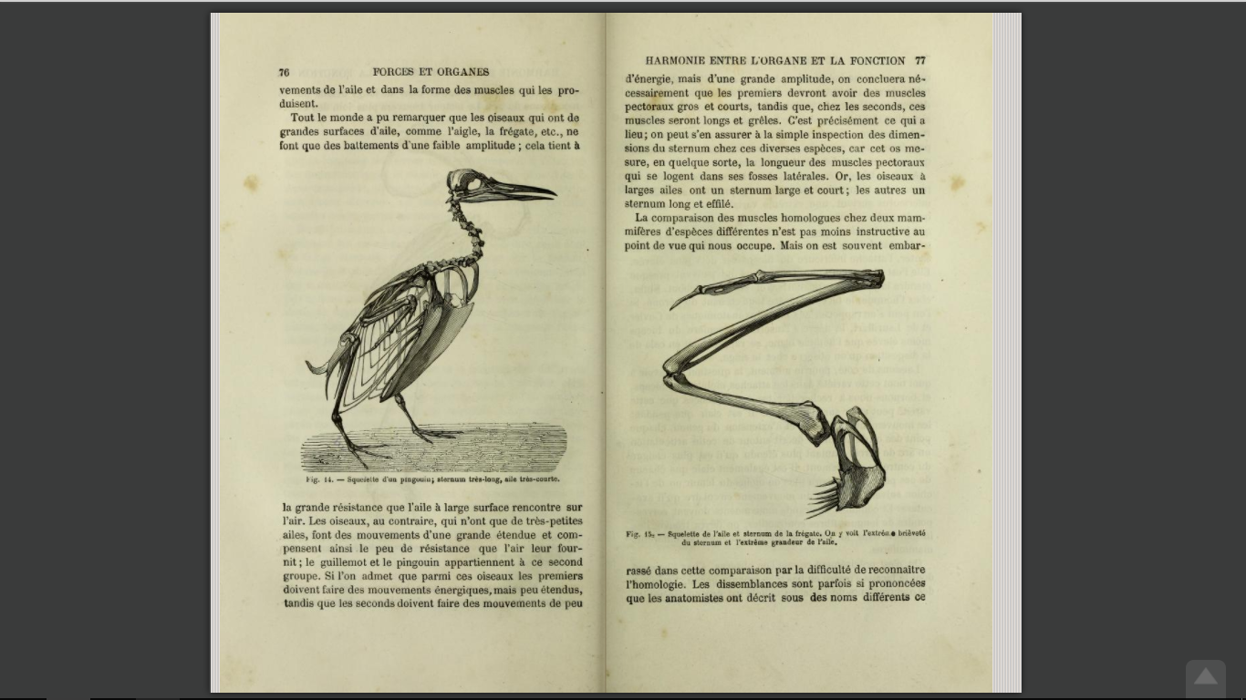 Every Year In Film #15 - Falling Cat