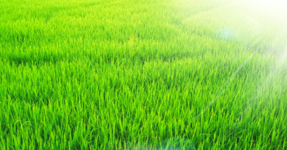 Life: Five simple tips for a colorful lawn.