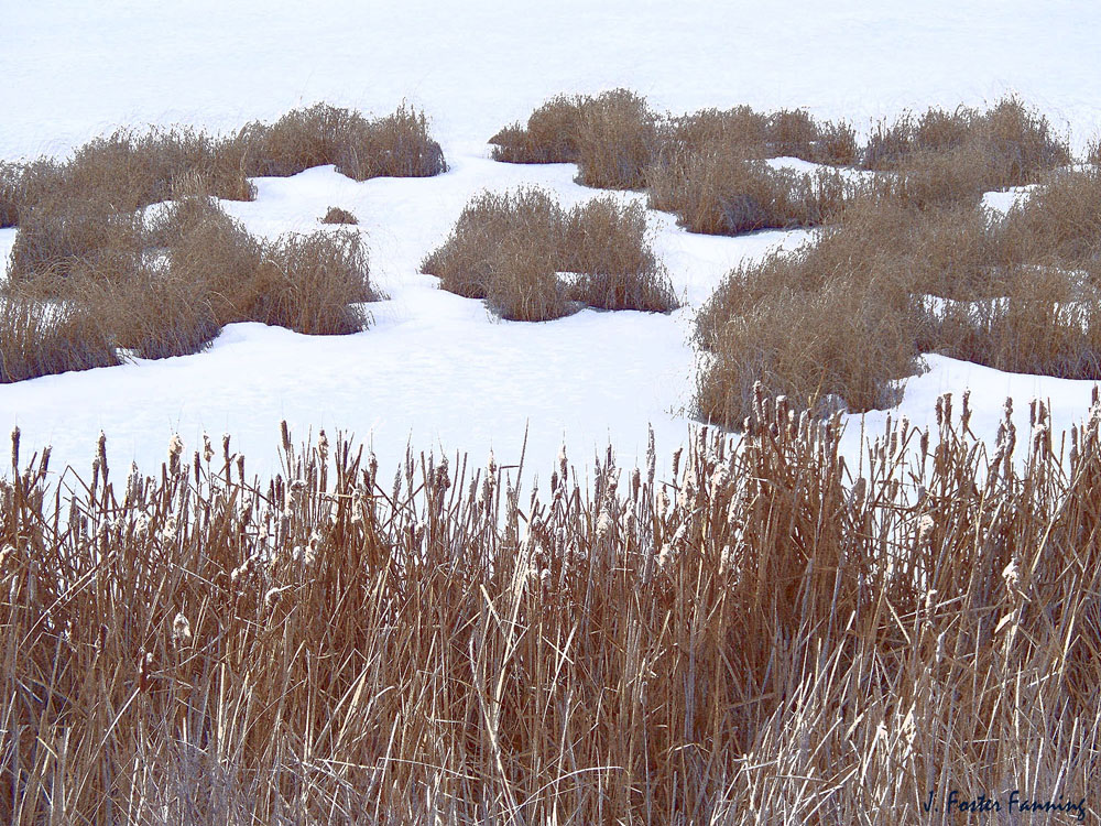 Ferry County, Washington State, U.S.A.: Major Flora of Ferry County