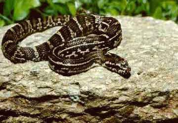 SERPIENTE RATONERA COREANA - MASCOTAS EXÓTICAS Y MÁS