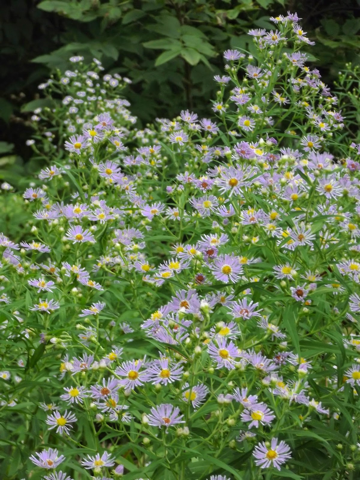 In The Garden: Native Asters