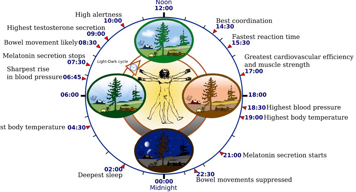 How much do we know about Circadian system?