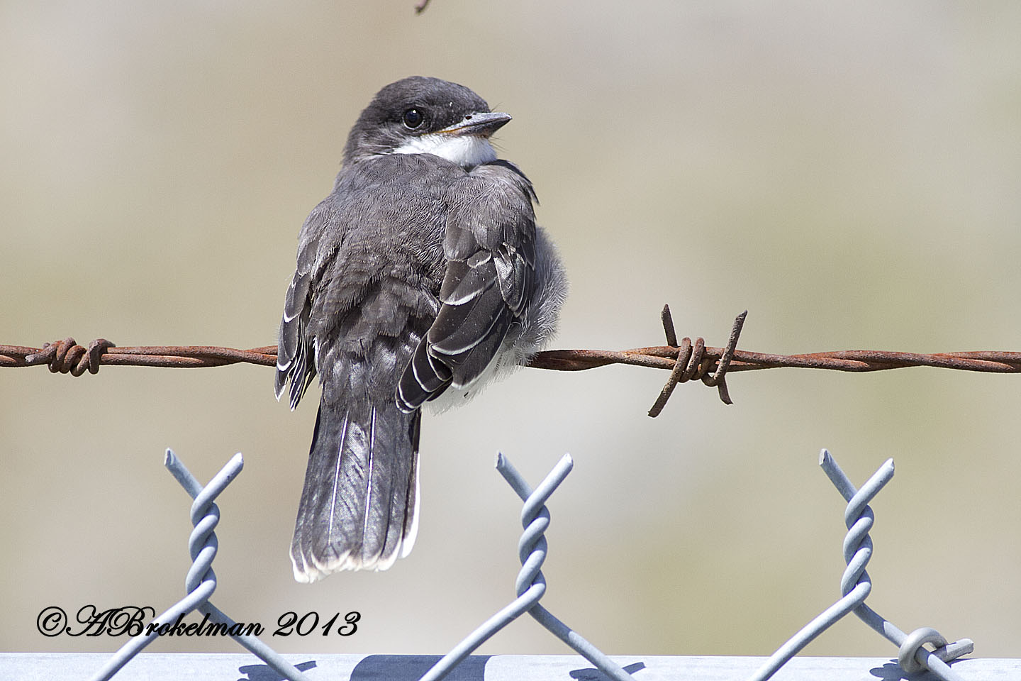 Ann Brokelman Photography: Fledged Northern Mockingbird, Eastern ...