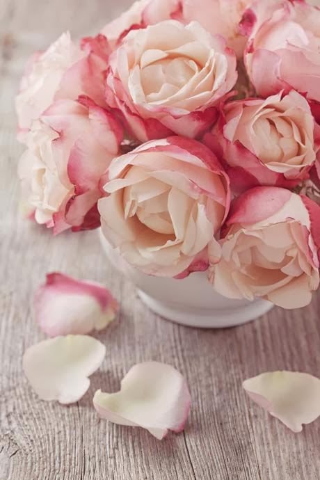 the cinderella project: because every girl deserves a happily ever ...