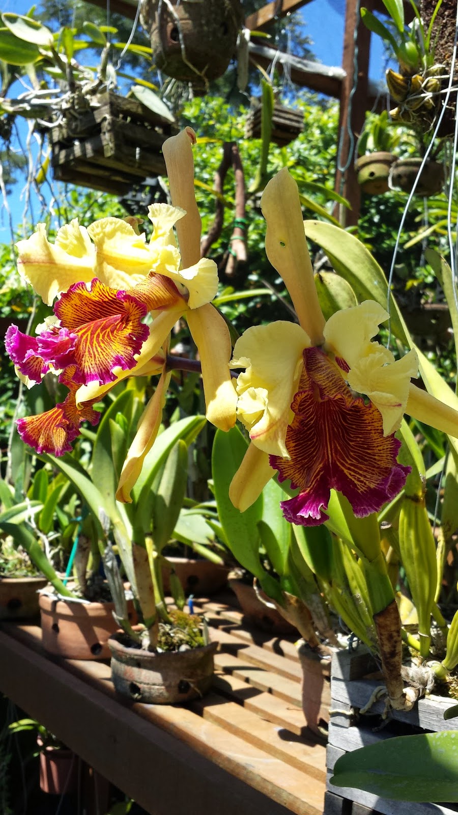 ORQUIDARIO RECREIO : Cattleya Dowiana var. áurea