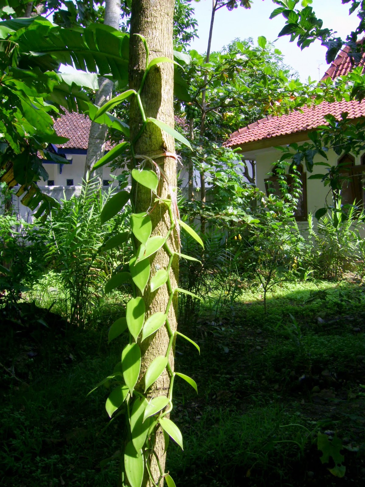 Endah Murniyati's Journey: PANILI : PART 3