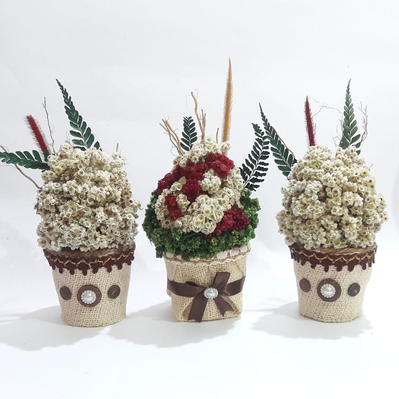 3 Bunga Edelweiss Pot In Box Eksklusif - Bunga Edelweis Gift & Souvenir ...