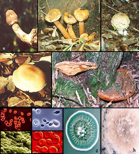 ciencias e vida: reino fungi