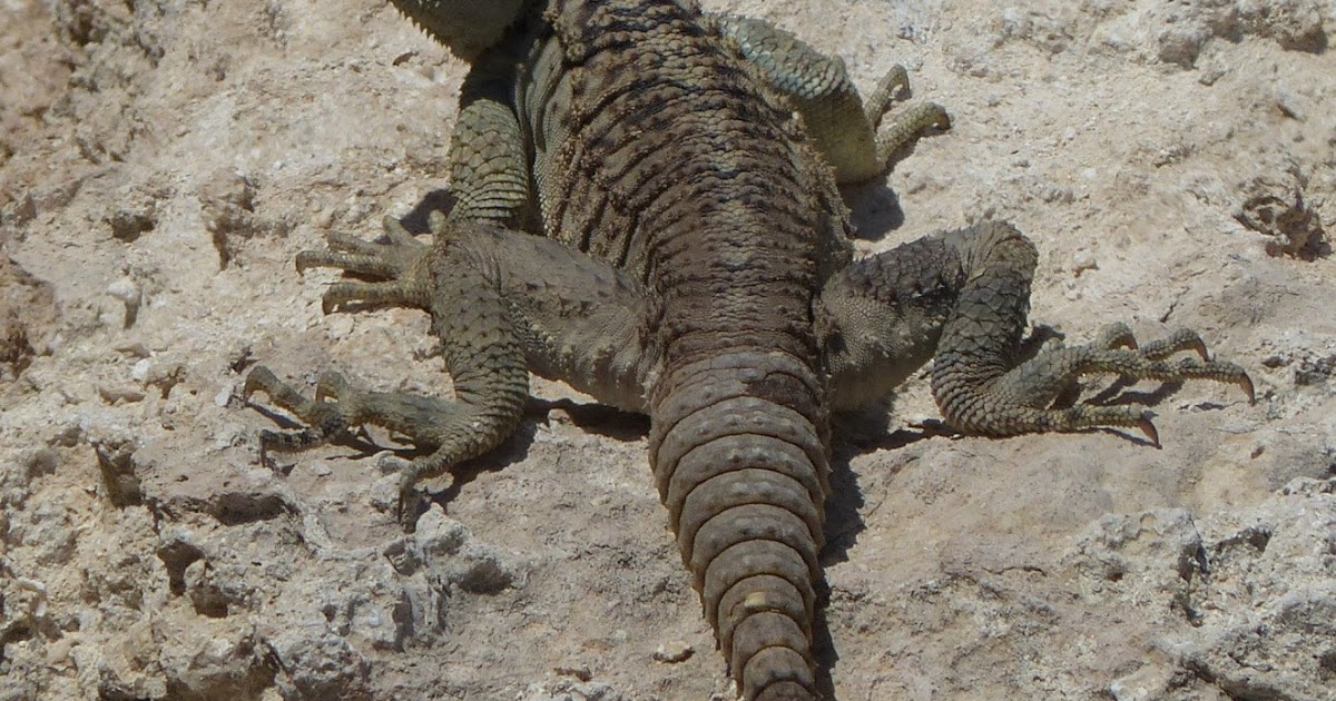 A Field Notebook: Lizards in Cyprus