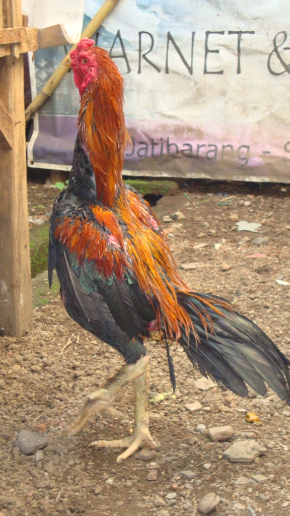 AYAM SUPER HERO: AYAM BANGKOK F1 SUPER