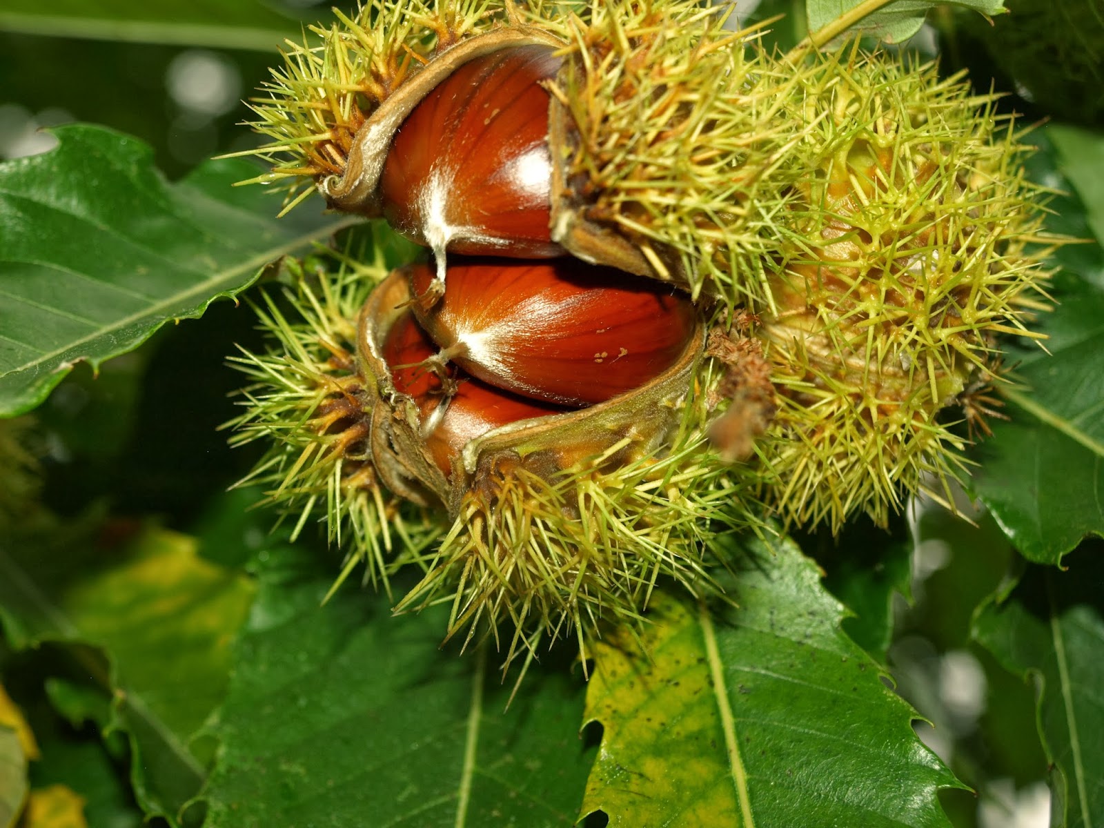 Viajar En Mi Nube Particular II: A la Rica Castaña...