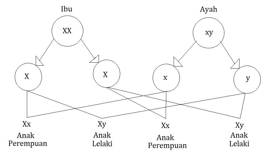 Tips SPM Mudah: BAB 3 : KETURUNAN DAN VARIASI