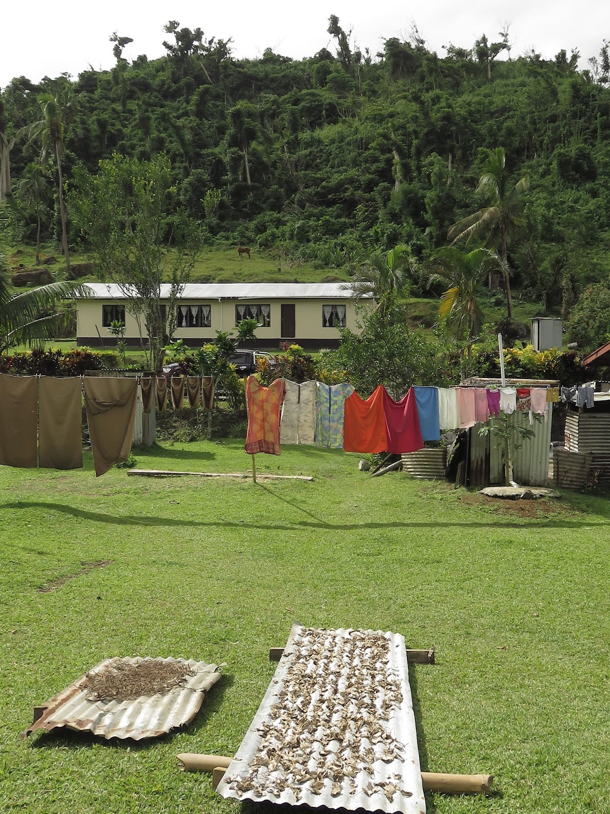 A Human Geographer in Fiji: Grog - groggy - Kava - Yaqona - Piper ...