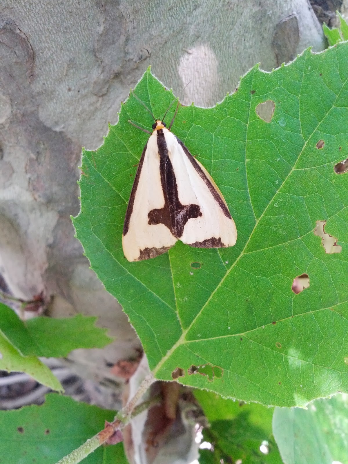 Capital Naturalist by Alonso Abugattas: Lawns, Tiger Moths, and Woolly ...