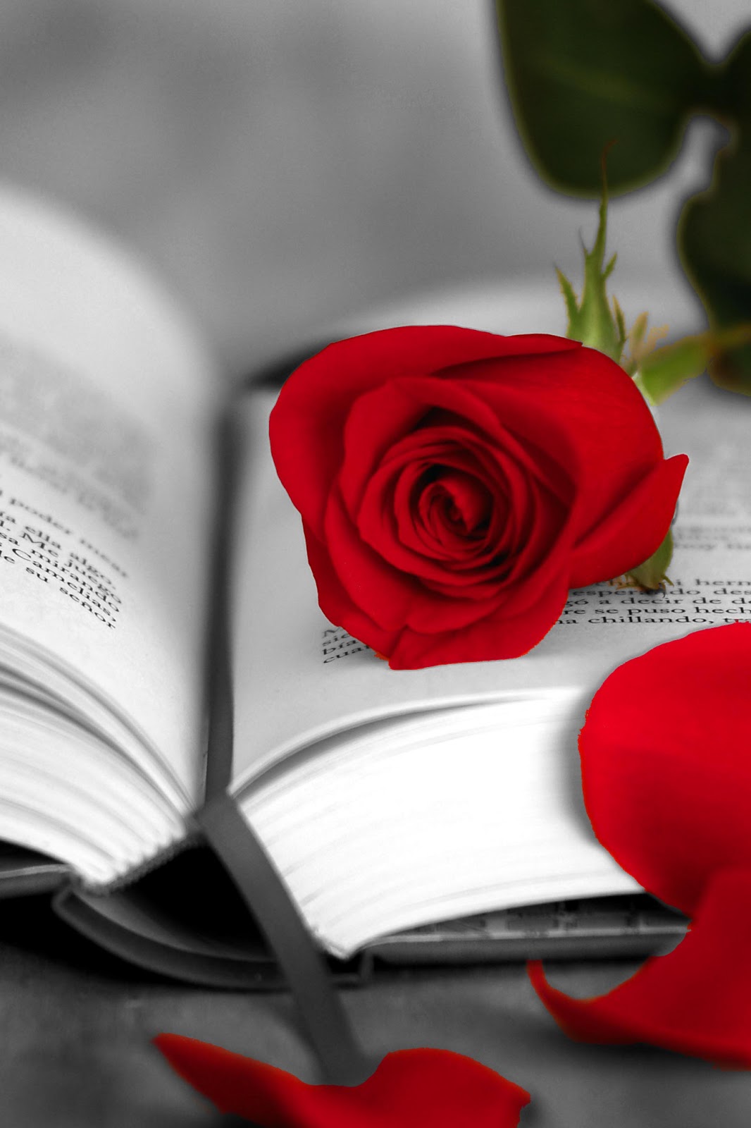 Libros, rosas, colores
