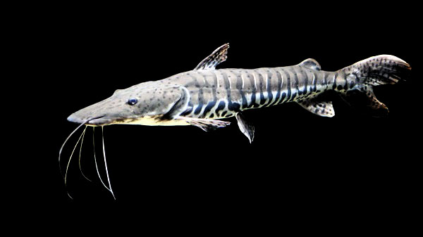 La Pesca del Pez Surubí