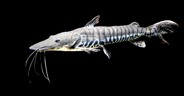 La Pesca del Pez Surubí