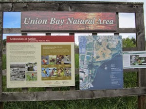 Nature Magic Transformation at Union Bay Natural Area: Walking Tour