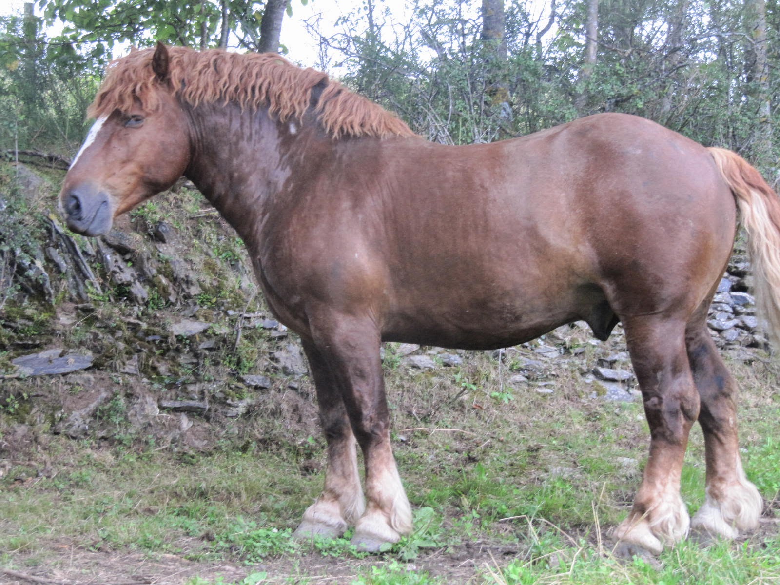 cavall pirinenc catala: de juliol 2014