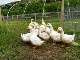 Seputar Hobi Dunia Satwa : Mengenal Itik (bebek) Hias