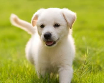 Soph's Cute Puppies BLOG: The cutest puppy ever