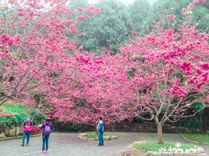 Blushing Taiwan: Where to See the ‘Pinkest’ Cherry Blossoms in Taiwan ...