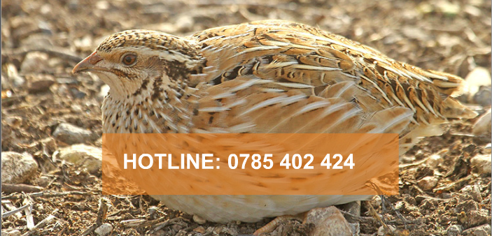 Jinsi ya kutumia Mayai ya kware kama Dawa | KWARE TANZANIA