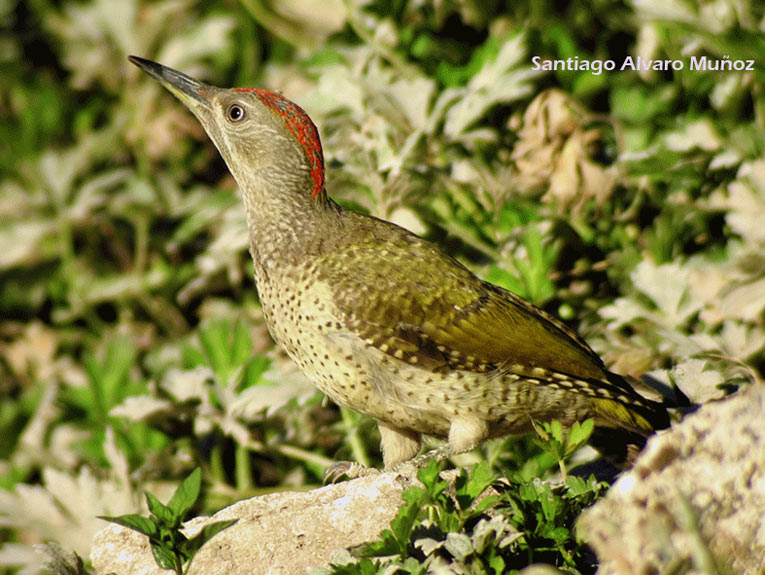 PITO REAL (Picus viridis) | La Web de Sebúlcor