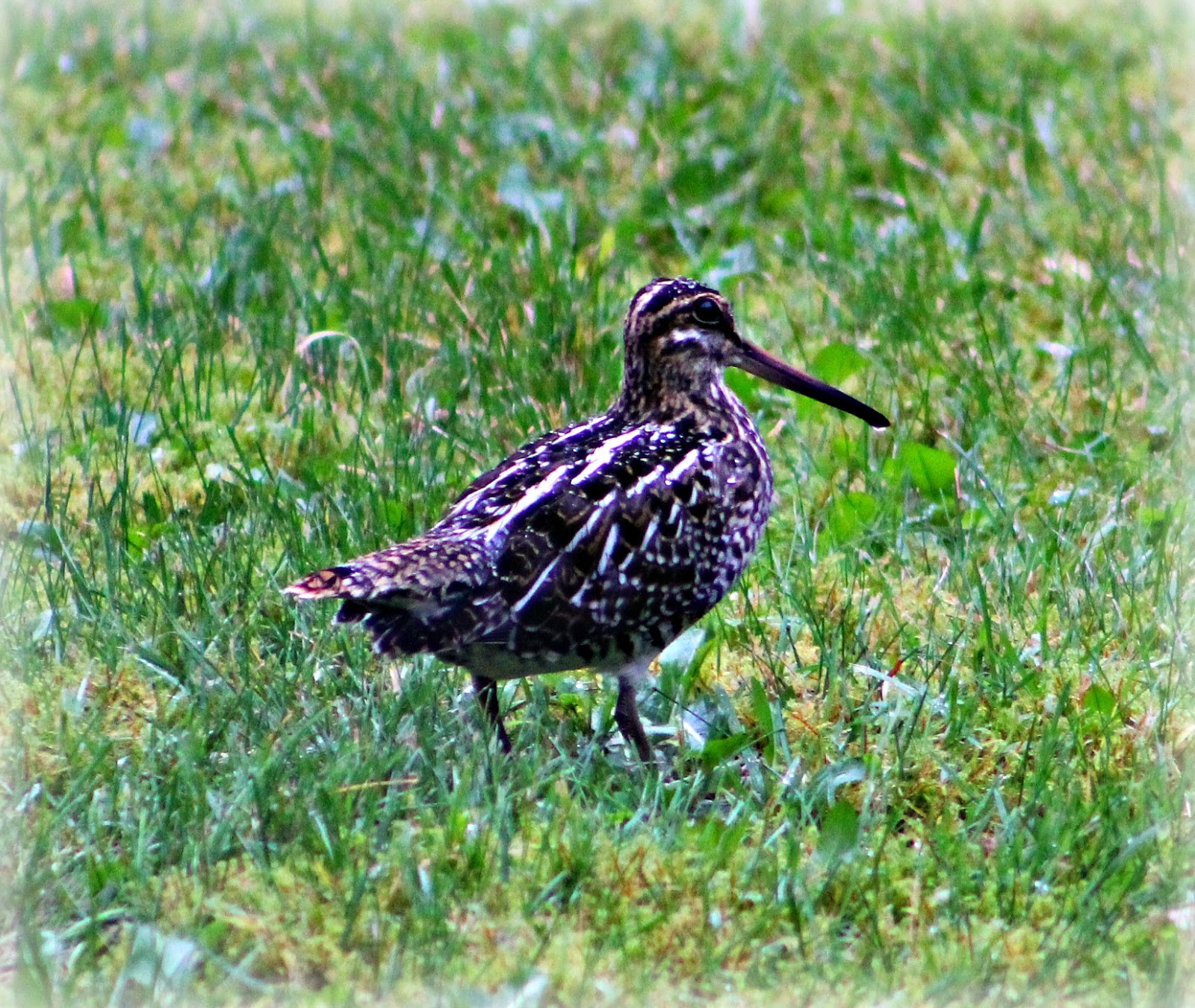 Sandra's Alaska Photography: October 13, 2012: A Wilson's Snipe in My ...